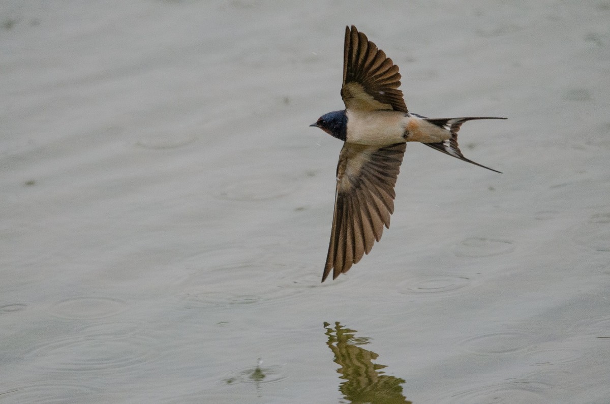 'Una Rondine non fa primavera', ecco spiegato il significato del noto ...